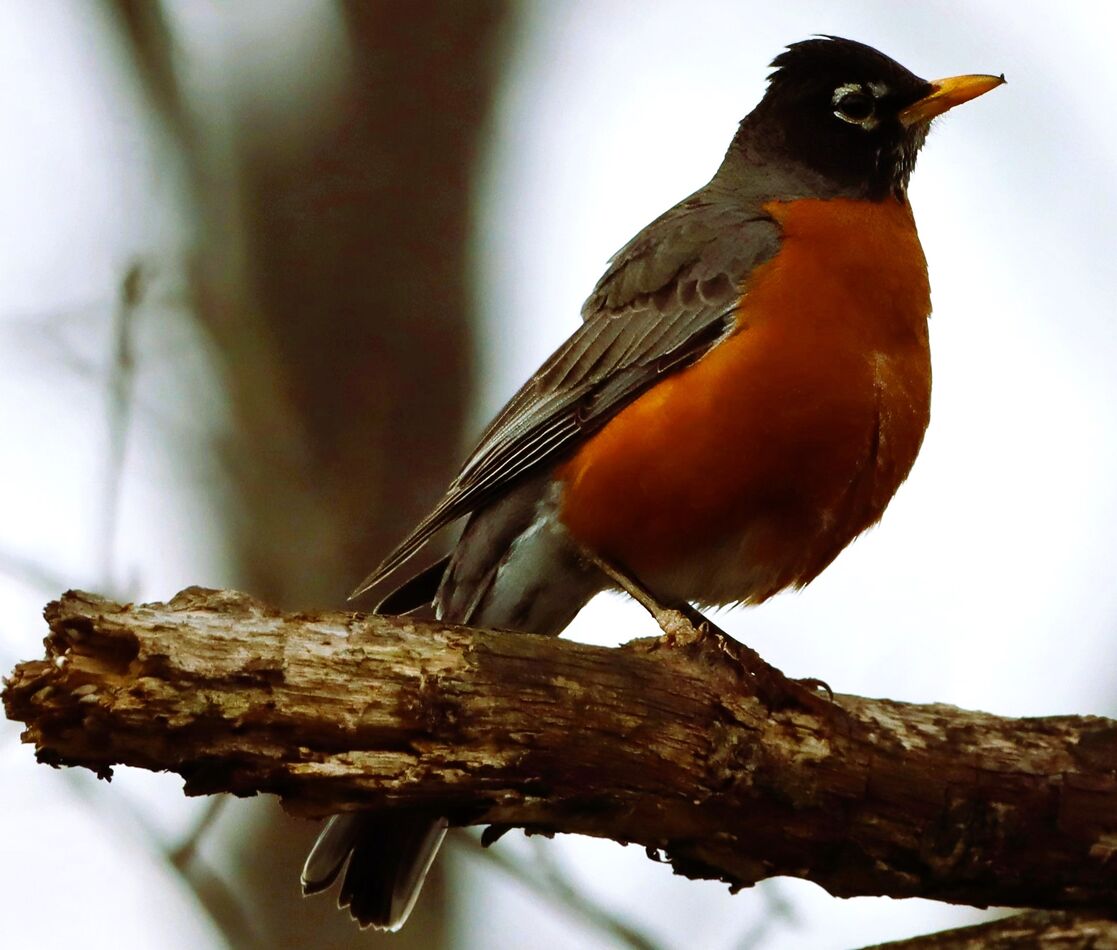Posing for headshots: Well, I guess this Robin was taking a break from ...