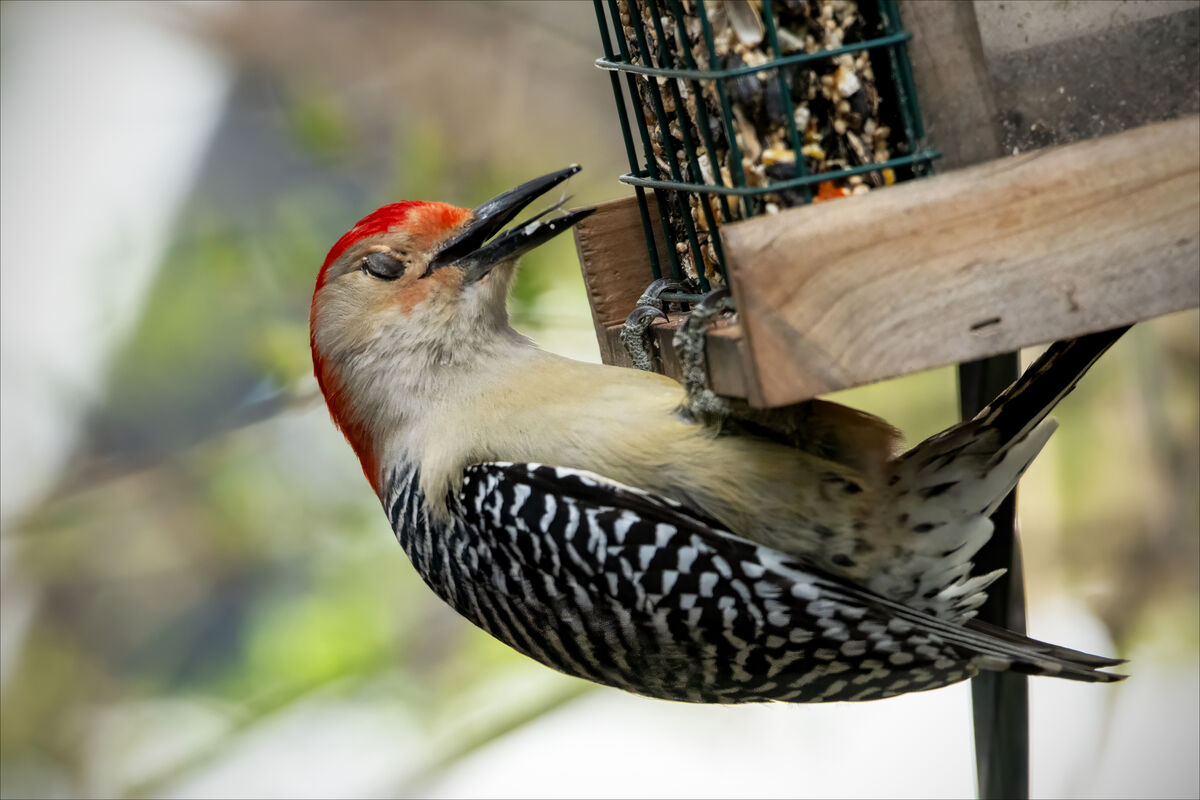 Birds of Blue Bell No. 34: Red bellied woodpeckers and blue jays were ...