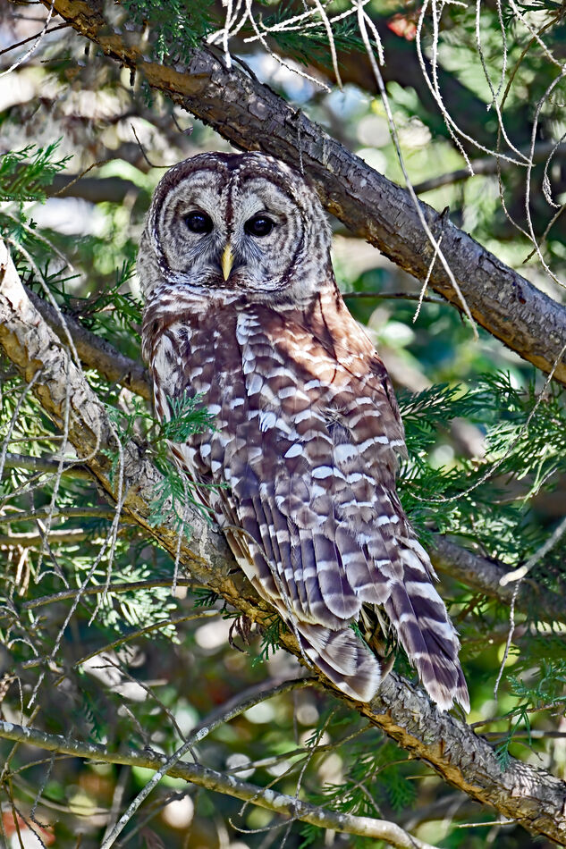 Backyard barred owl - repeat visit: Four visits in March, and it is ...