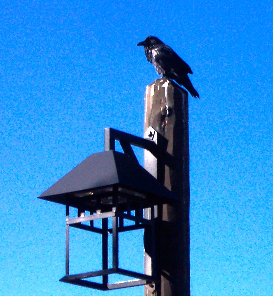 Lookout: Crow or Raven?