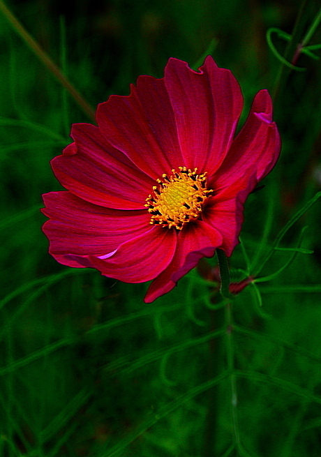 "Cosmos Bipinnatus Cav. Cosmos.": Lens: AF Nikkor 28-105mm Lens Camera ...