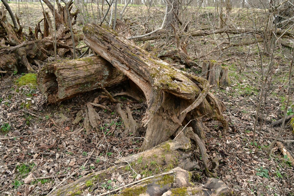 Challenge: "Stumps" 3/4-9/2024 (Page 10): Love these gnarly stumps and ...