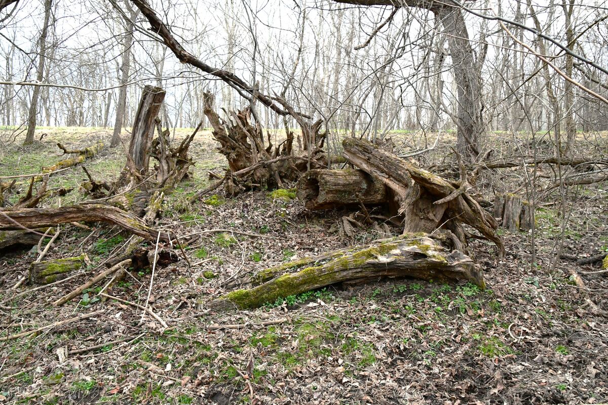 Challenge: "Stumps" 3/4-9/2024 (Page 10): Love these gnarly stumps and ...