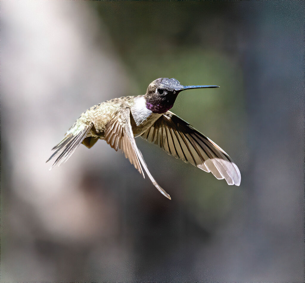 Black Chinned Hummingbird: Madera Canyon, Arizona...