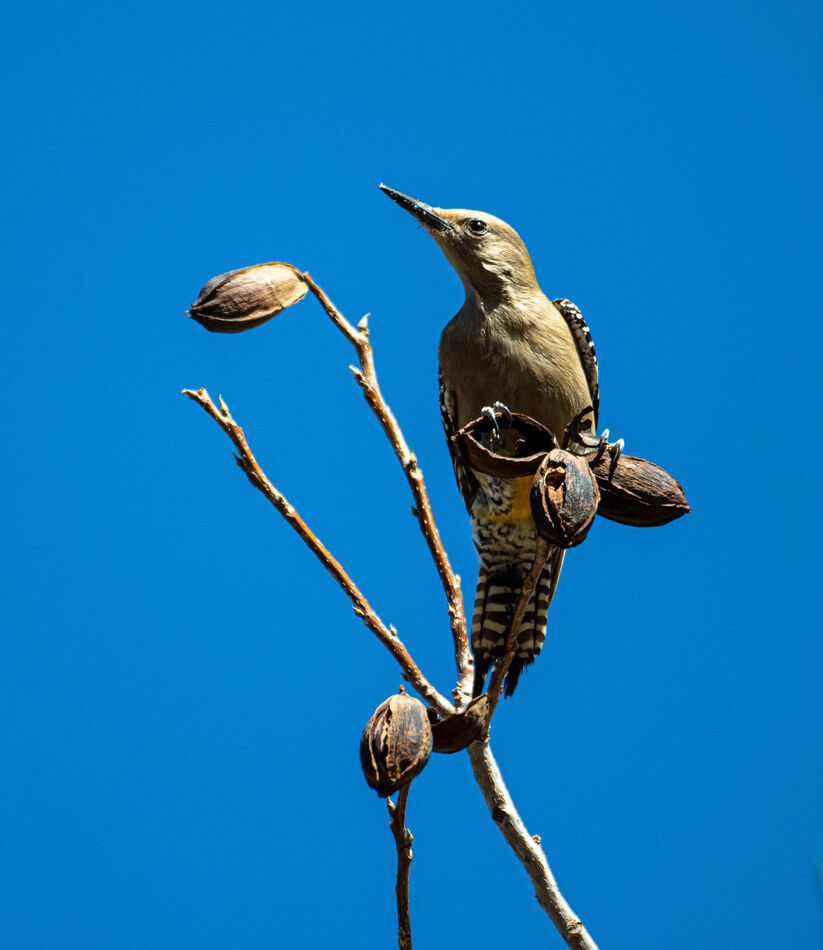 Gila Woodpecker: Gila Woodpecker in a Pecan tree. This tree was full of ...