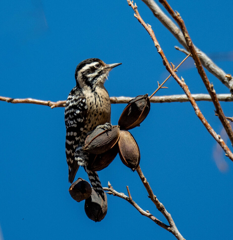 Ladder Back Woodpecker: One of many birds in this pecan tree. Paton ...