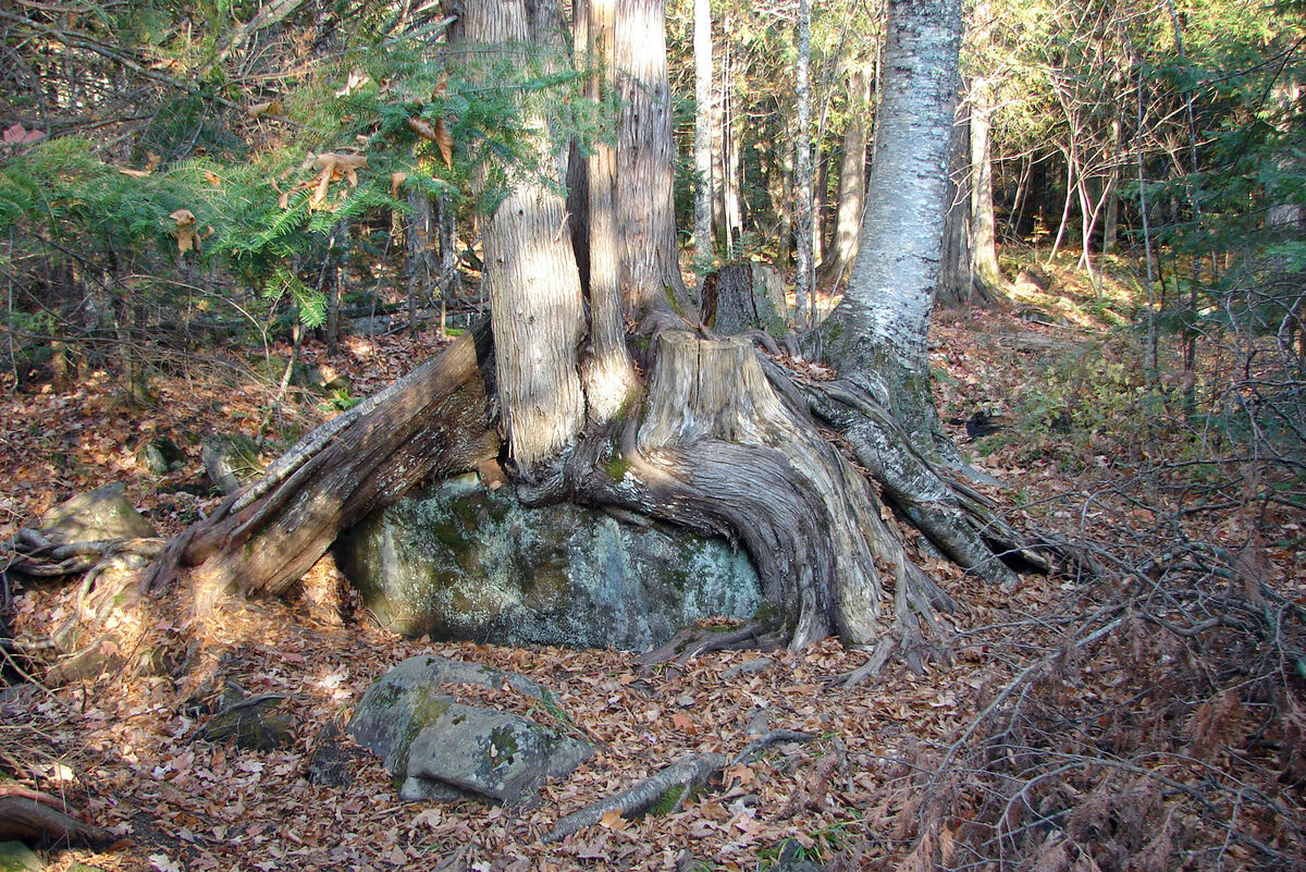 Challenge: "Stumps" 3/4-9/2024 (Page 14): P13- Thanks for sharing a ...