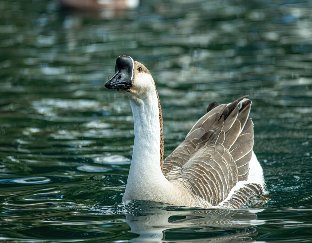 Male Goose: Reid Park Lower lake, Tucson AZ...