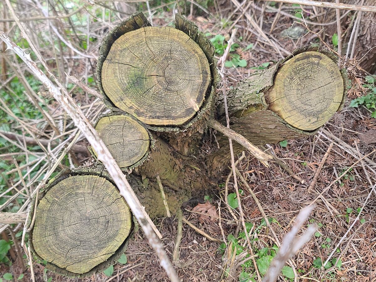 Challenge: "Stumps" 3/4-9/2024 (Page 22): Thanks. That 2nd one was ...