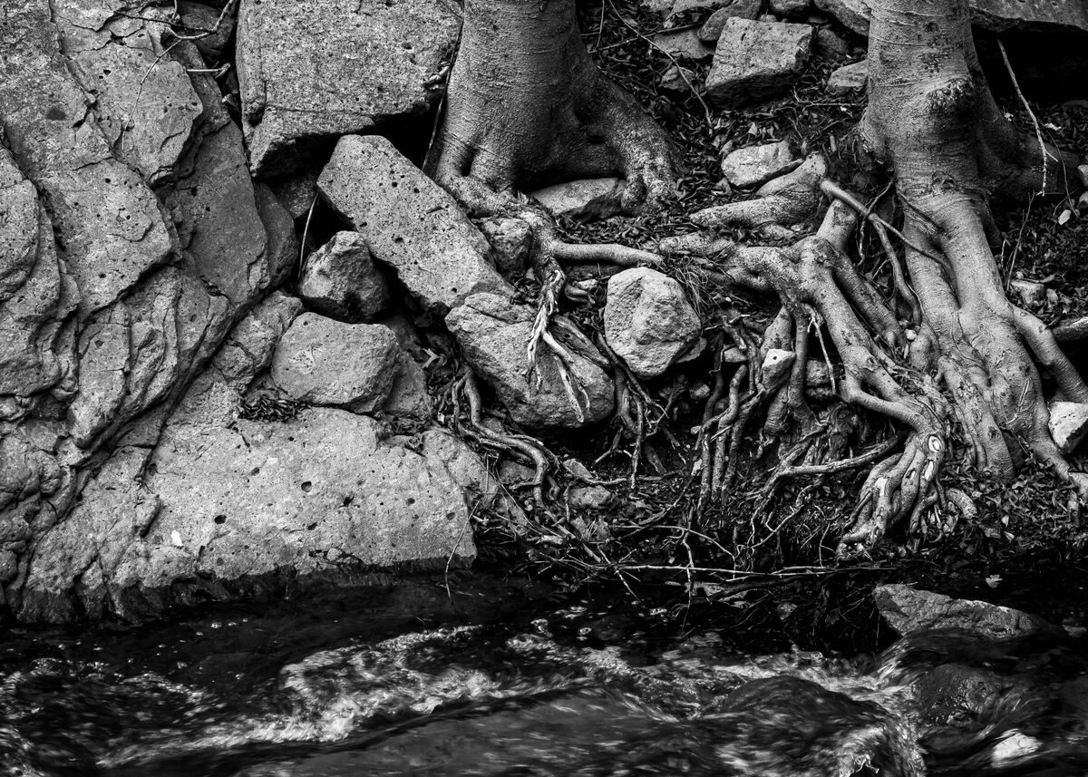 Streamside studies: Yep, another one of my canyons, but on this hike I ...