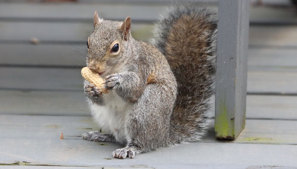 Indeciseness- Part 2: Well, after the little ritual dance, the squirrel ...