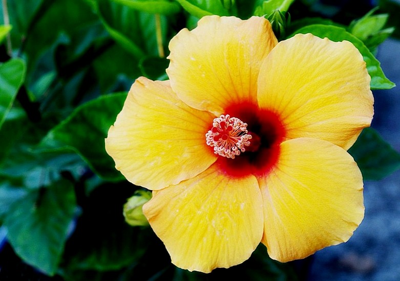 "Hibiscus Ovalifolius (Forssk.) Vahl Rosemallow.": Lens: SMC Pentax-M ...