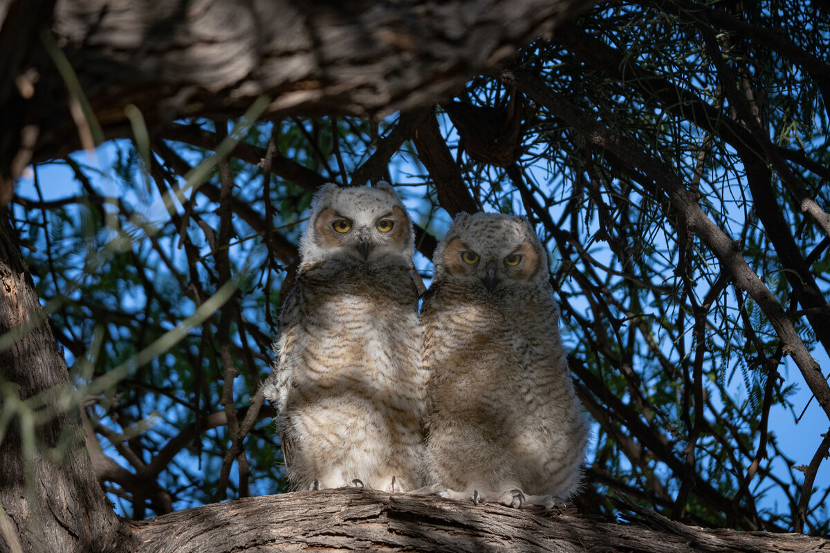 Momma owl and her fledglings: These images of Great Horned Owls were ...