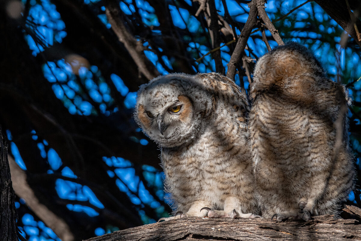 Momma owl and her fledglings: These images of Great Horned Owls were ...