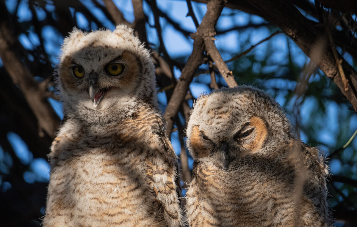 Momma owl and her fledglings: These images of Great Horned Owls were ...