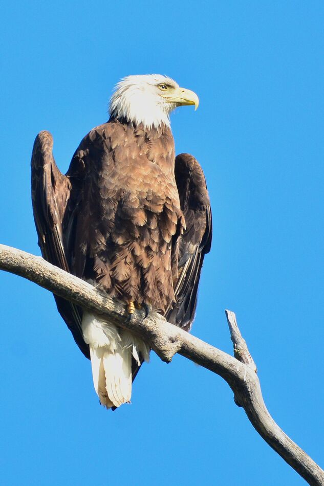 Eagle/1: 100 free from the left 🦅🦅🦅 Didn't budge an inch basically in ...