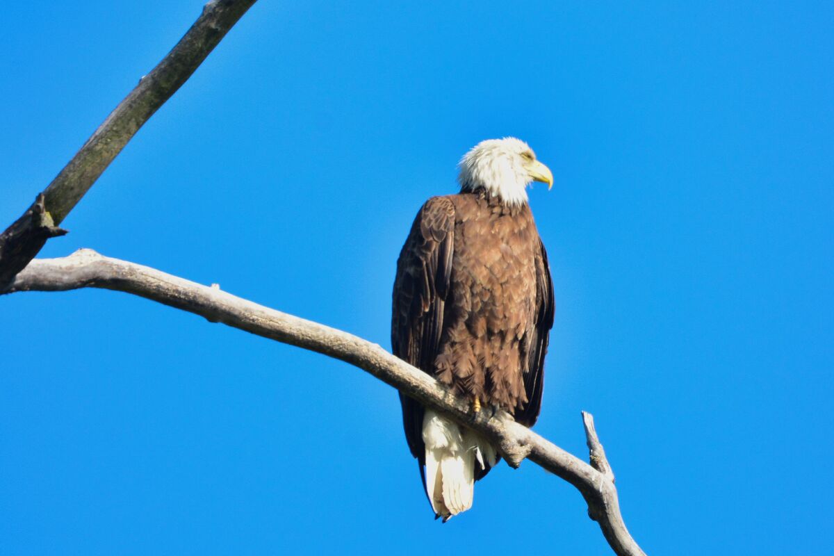 Eagle/1: 100 free from the left 🦅🦅🦅 Didn't budge an inch basically in ...