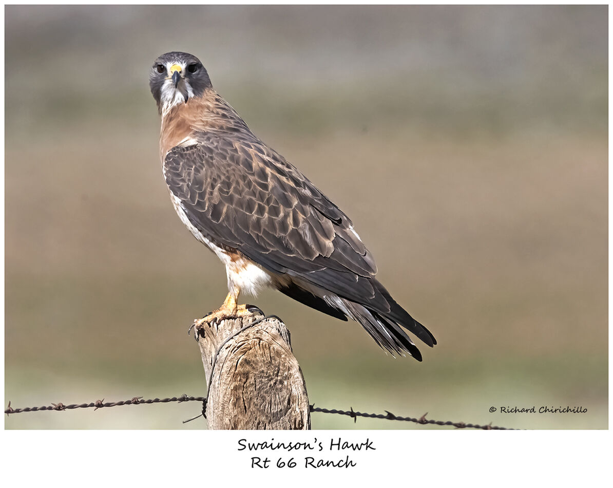 Swainson's Hawk RT 66 Ranch: I believe this is the same Swainson's hawk ...