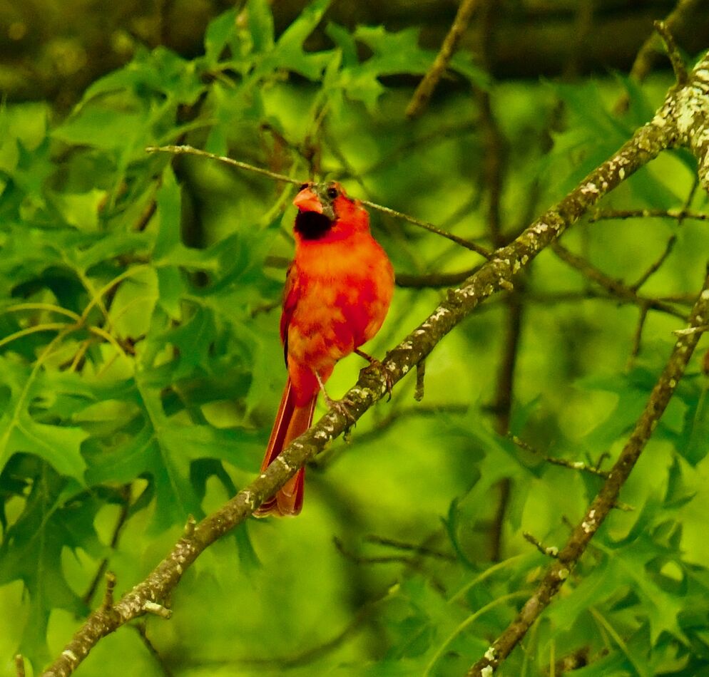 Cardinal: I saw this beautiful Cardinal hiding among the leaves.