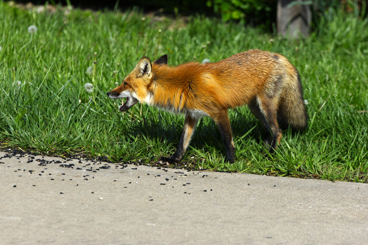 Female red fox: New here, first post as matter fact. Always open to CC ...
