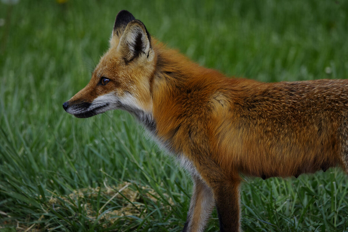 Female red fox: New here, first post as matter fact. Always open to CC ...