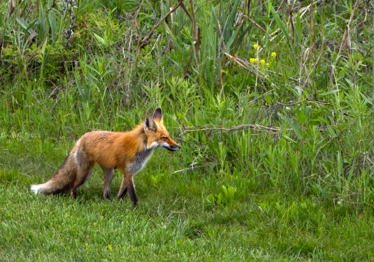 Female red fox: New here, first post as matter fact. Always open to CC ...