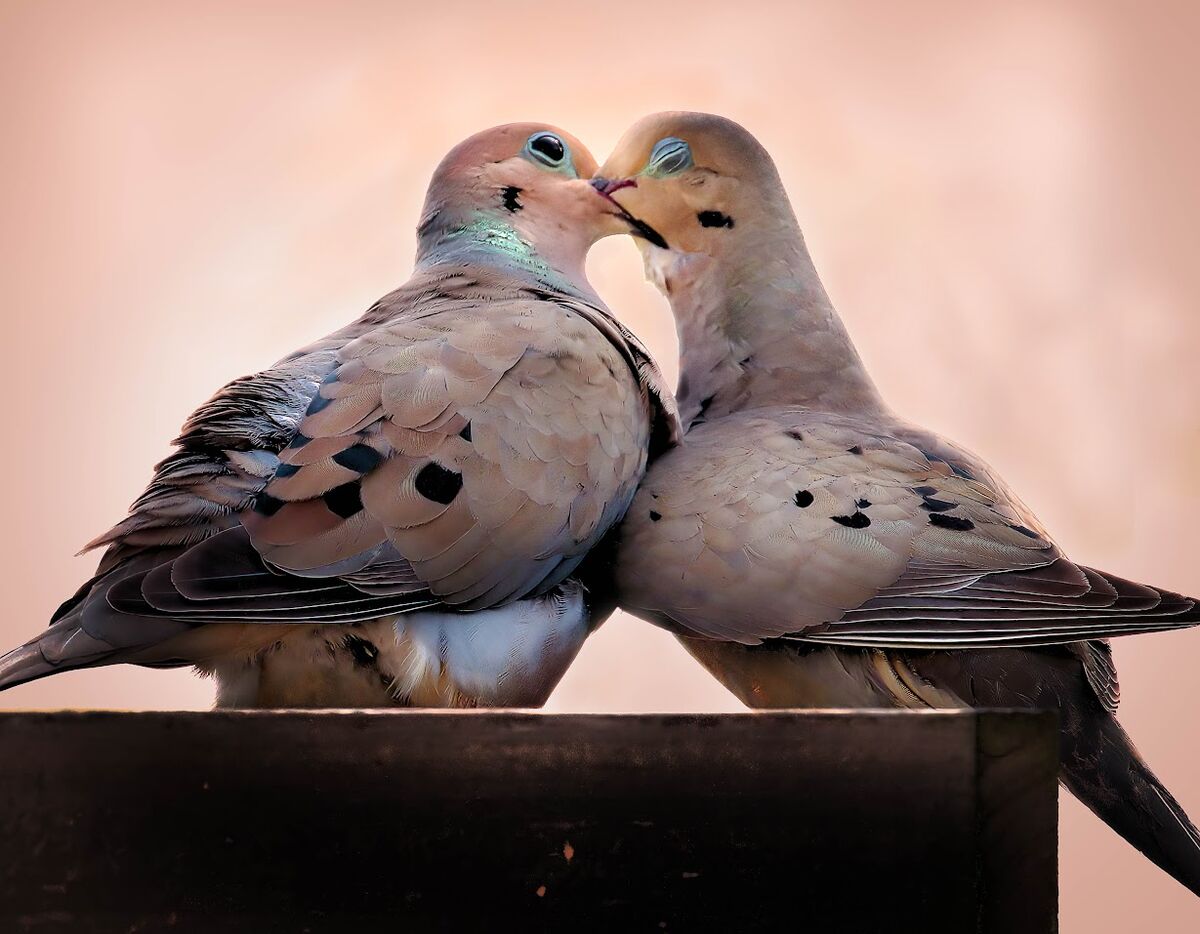 DOVE: Took these 2 intresting photos when I happen to observe this pair ...