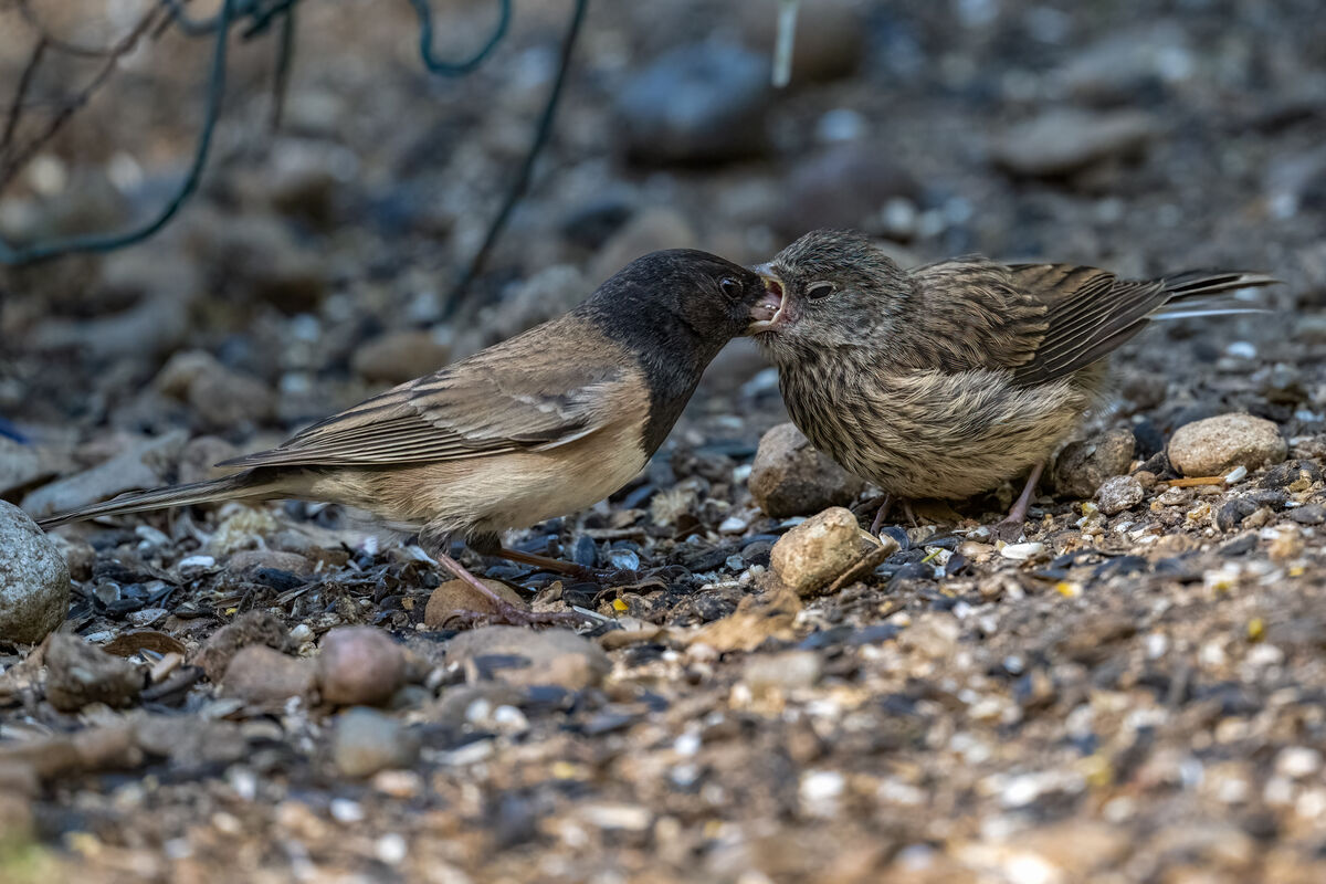 Training Day-First Junco Baby Of This Year-Our Yard 5-9-2024: While ...