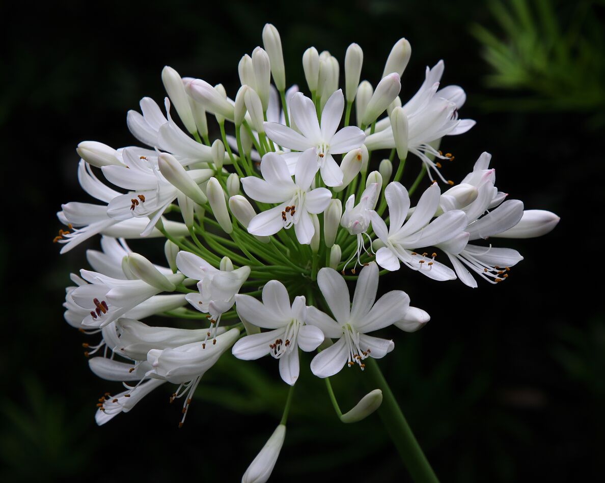 Unknown Flower: Took this photo without knowing the name of the flower ...