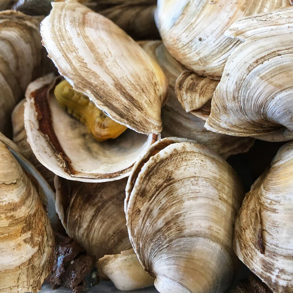 Steamed Clams as Art: I liked the shape, texture and design of the ...