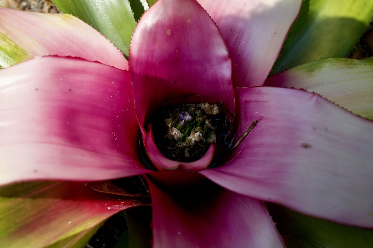 How many of y’all are Pixel Peepers? (Page 4): Here is an example of ...