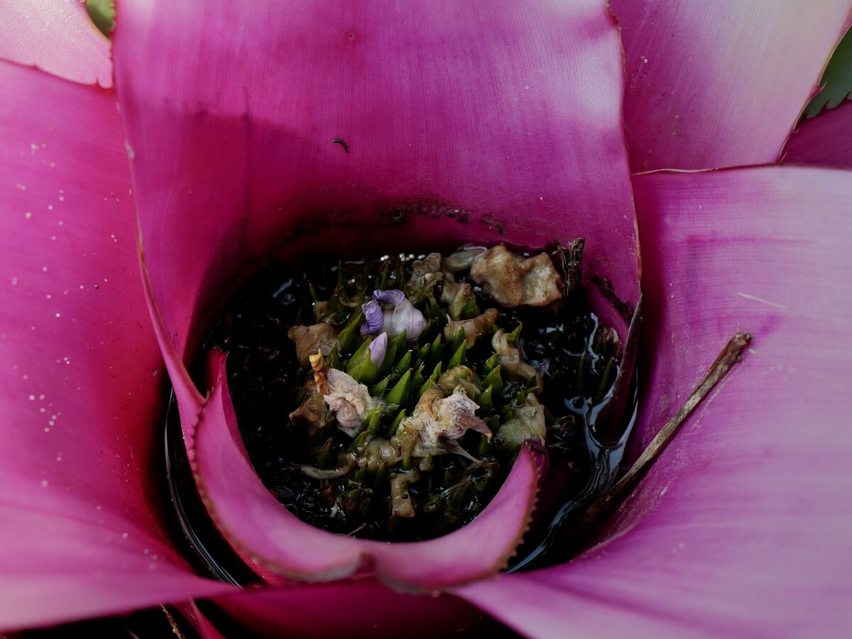 How many of y’all are Pixel Peepers? (Page 4): Here is an example of ...