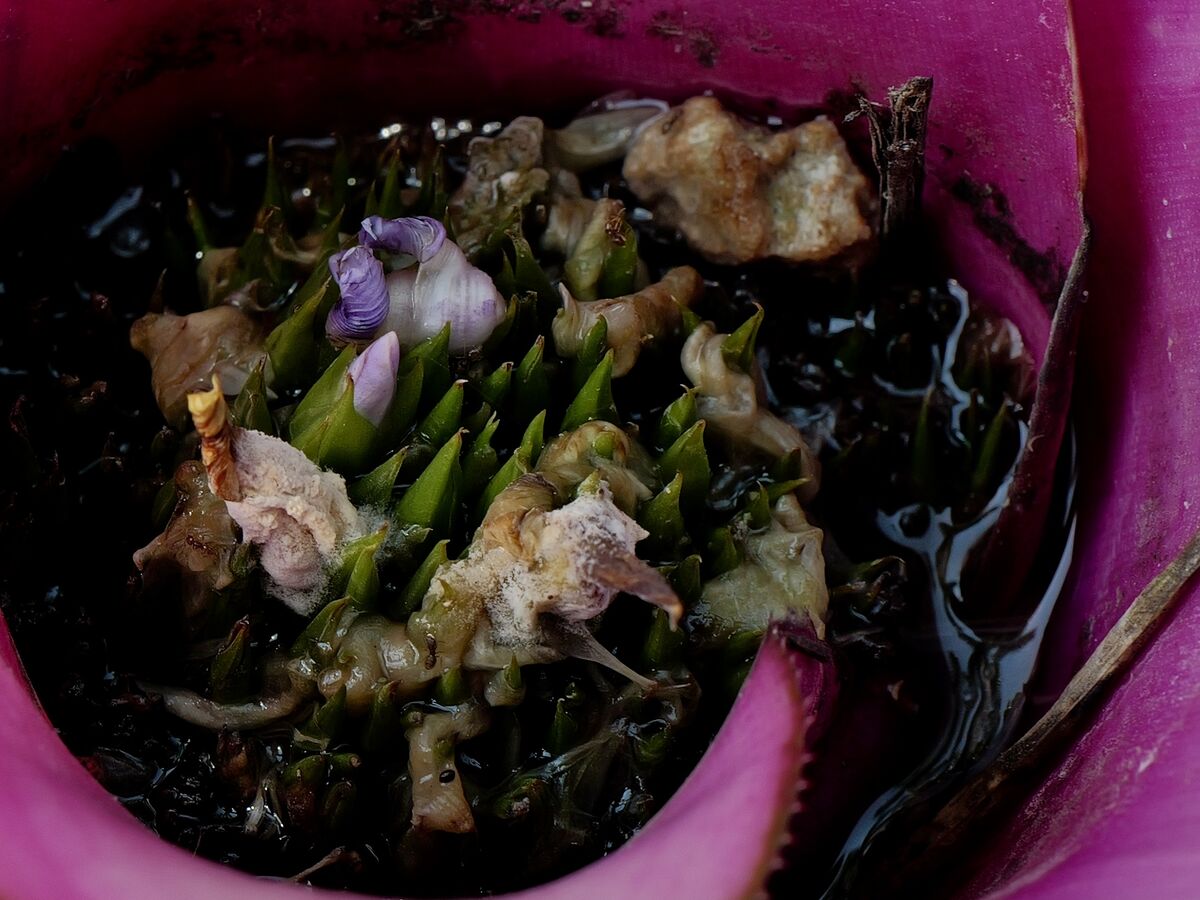 How many of y’all are Pixel Peepers? (Page 4): Here is an example of ...