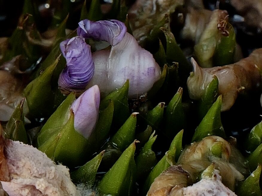 How many of y’all are Pixel Peepers? (Page 4): Here is an example of ...