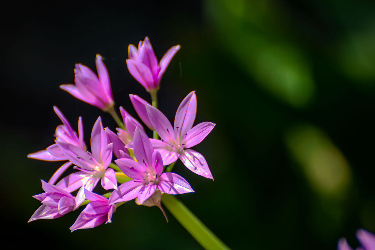 Allium unifolium Kellogg: I think that is what this is. One-leaf onion ...