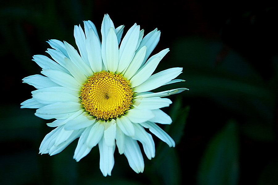 "Leucanthemum Maximum (Ramond) DC. Shasta Daisy.": Lens: Canon EF-S 55 ...