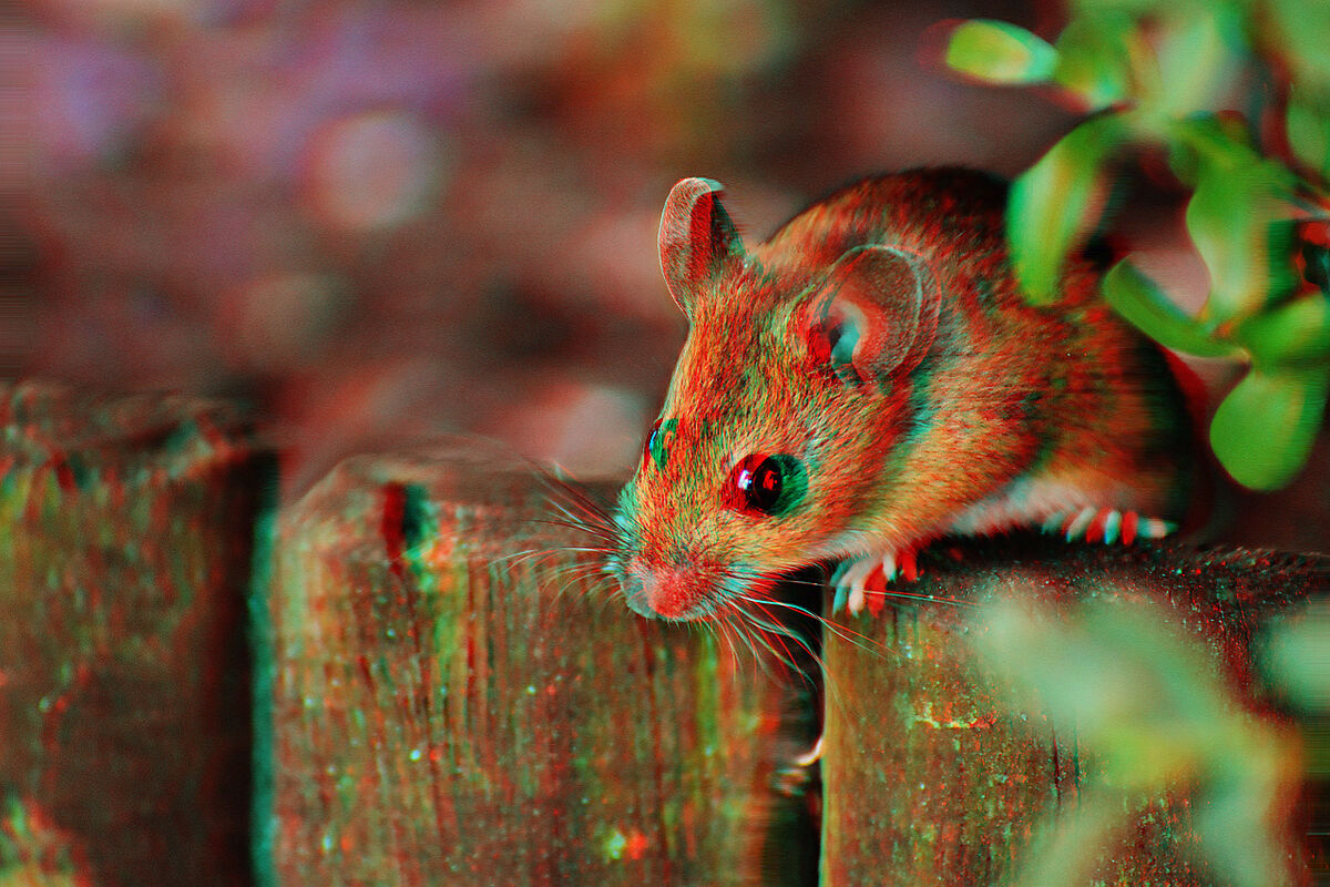 3D - Snooping Mouse: You will need a pair of anaglyph glasses to view ...