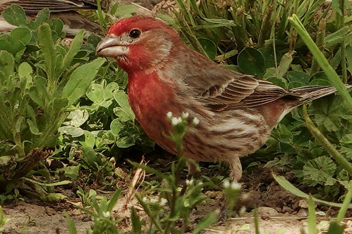 House Finches and a European Starling: A couple of days ago I saw two ...