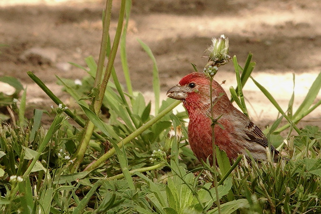 House Finches and a European Starling: A couple of days ago I saw two ...