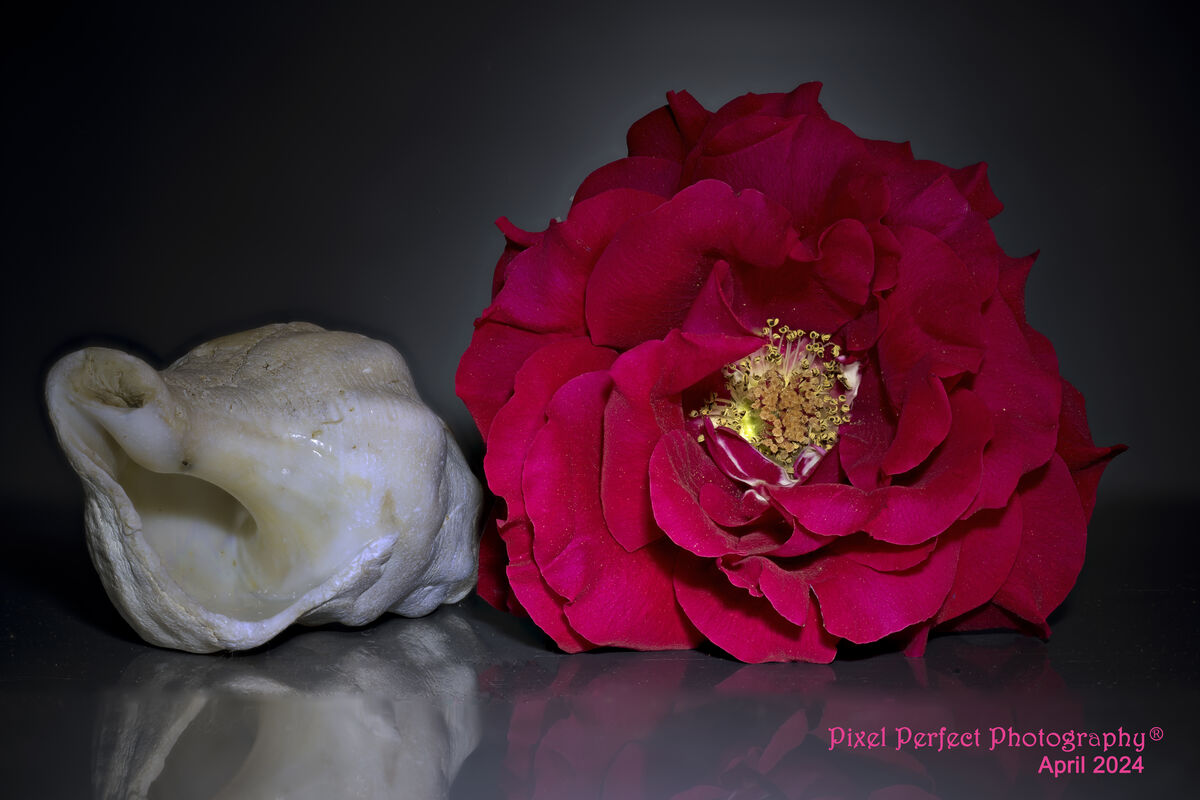 Stacked Rose: This evening I spotted a red rose that turned almost ...