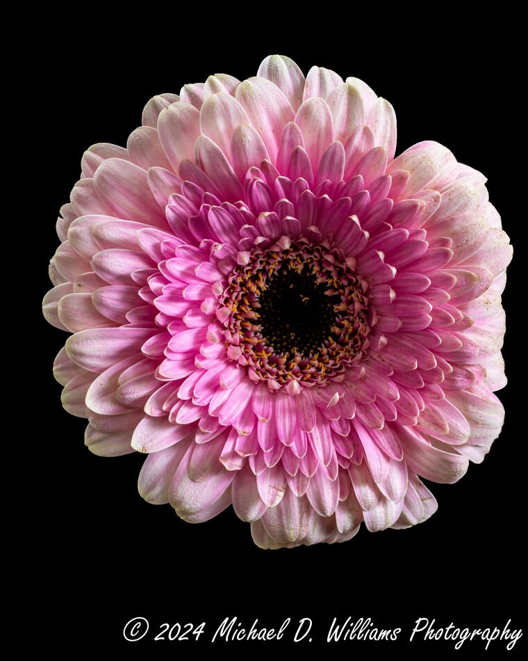 Various Studio Photographed Flowers: Some of my better studio ...