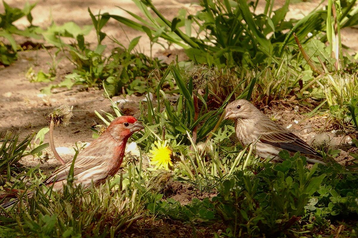 House Finches and a European Starling: A couple of days ago I saw two ...