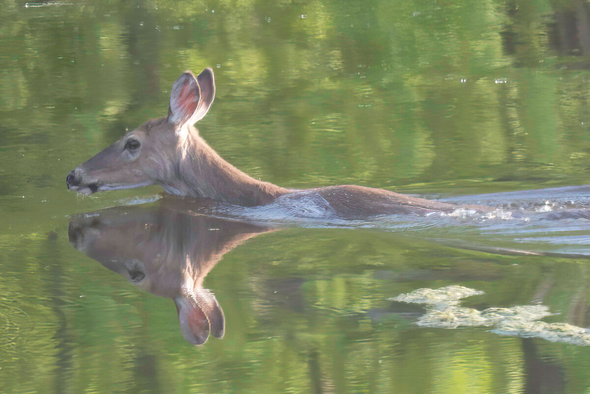 Deer out for a swim: a cute deer walked across the road near me, and ...