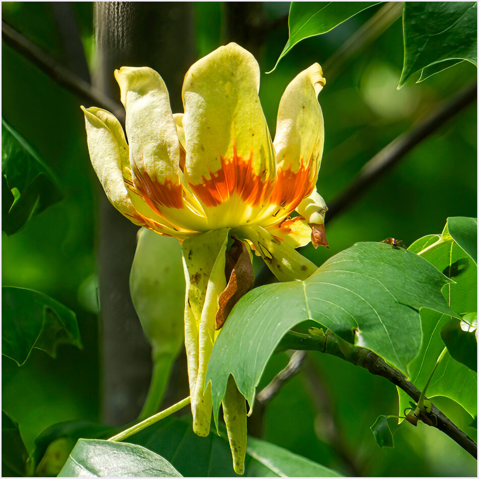 First--Time Blooming: Shot in one of my granddaughter's tulip trees ...