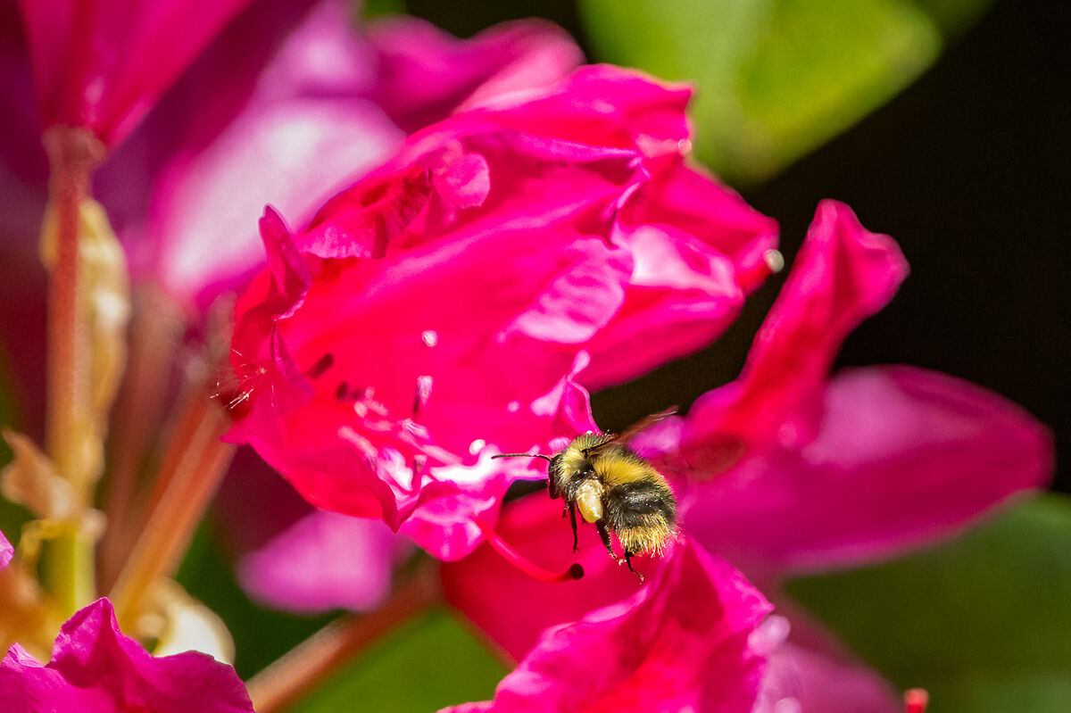 Bees on Rhody cont. Our Yard 5-14-2024: My wife wishes for me to be clear-Pink-Red Rhododendron ...