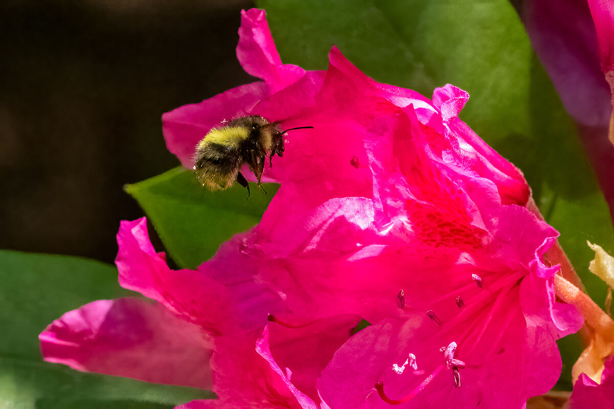Bees on Rhody cont. Our Yard 5-14-2024: My wife wishes for me to be clear-Pink-Red Rhododendron ...