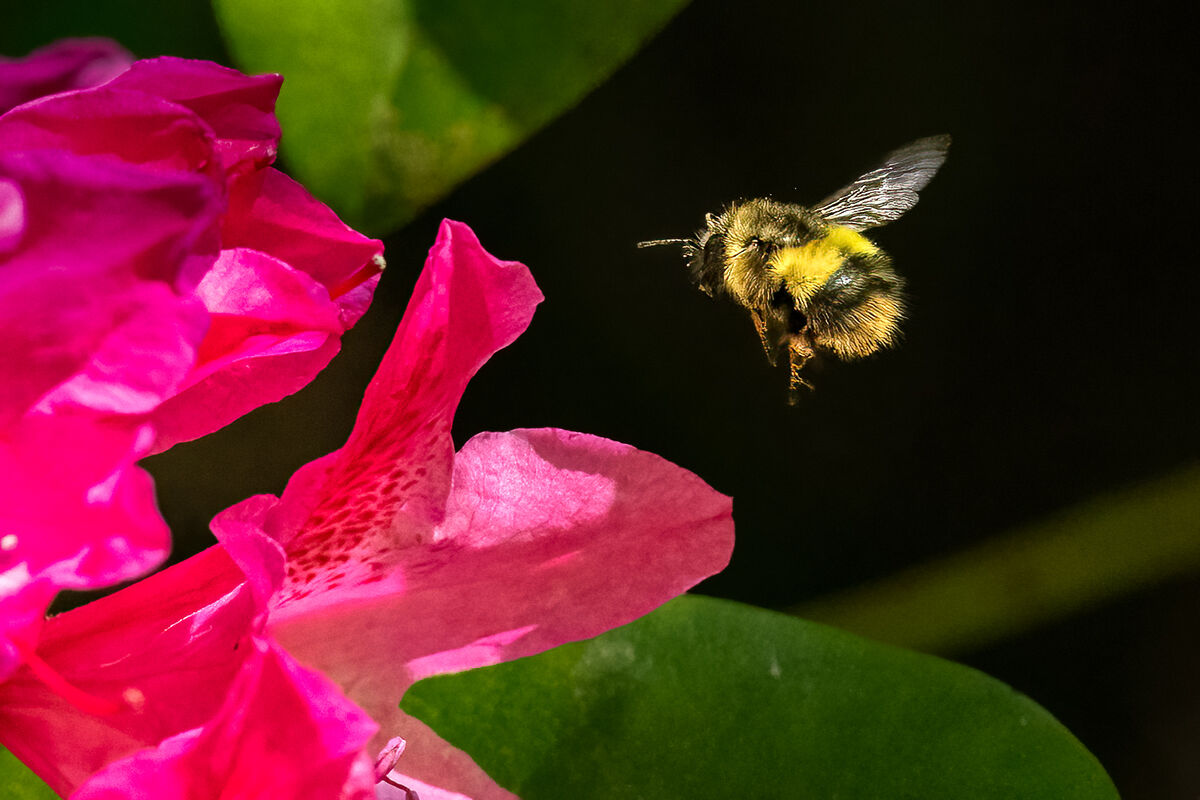 Bees on Rhody cont. Our Yard 5-14-2024: My wife wishes for me to be clear-Pink-Red Rhododendron ...