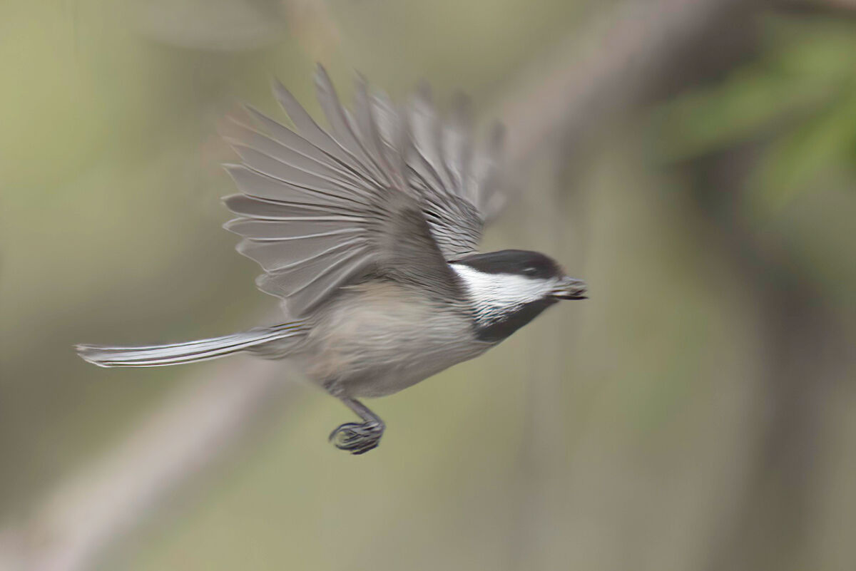 Black-cap Chickadee in flight: This little Chickadee was hiding for a ...