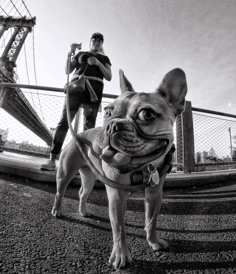 Fisheye photo of a dog: Dog Photograph using a fisheye lens.