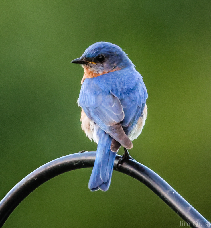 Eastern Bluebird? Canon 1dx3, Canon 500 f4, Canon 2x In my backyard.